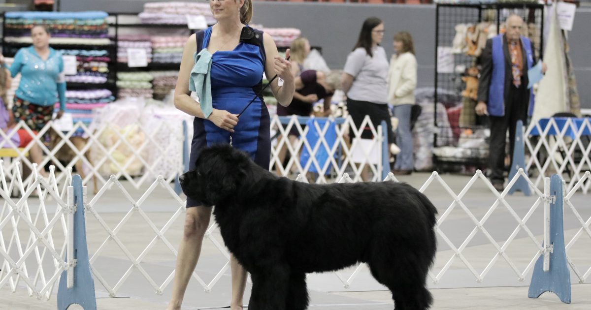 Cottonland Cluster of Dog Shows Scheduled for Memorial Day Weekend ...