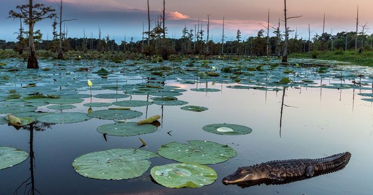 7 of the Best Things to Do This Summer in Monroe-West Monroe | Discover ...